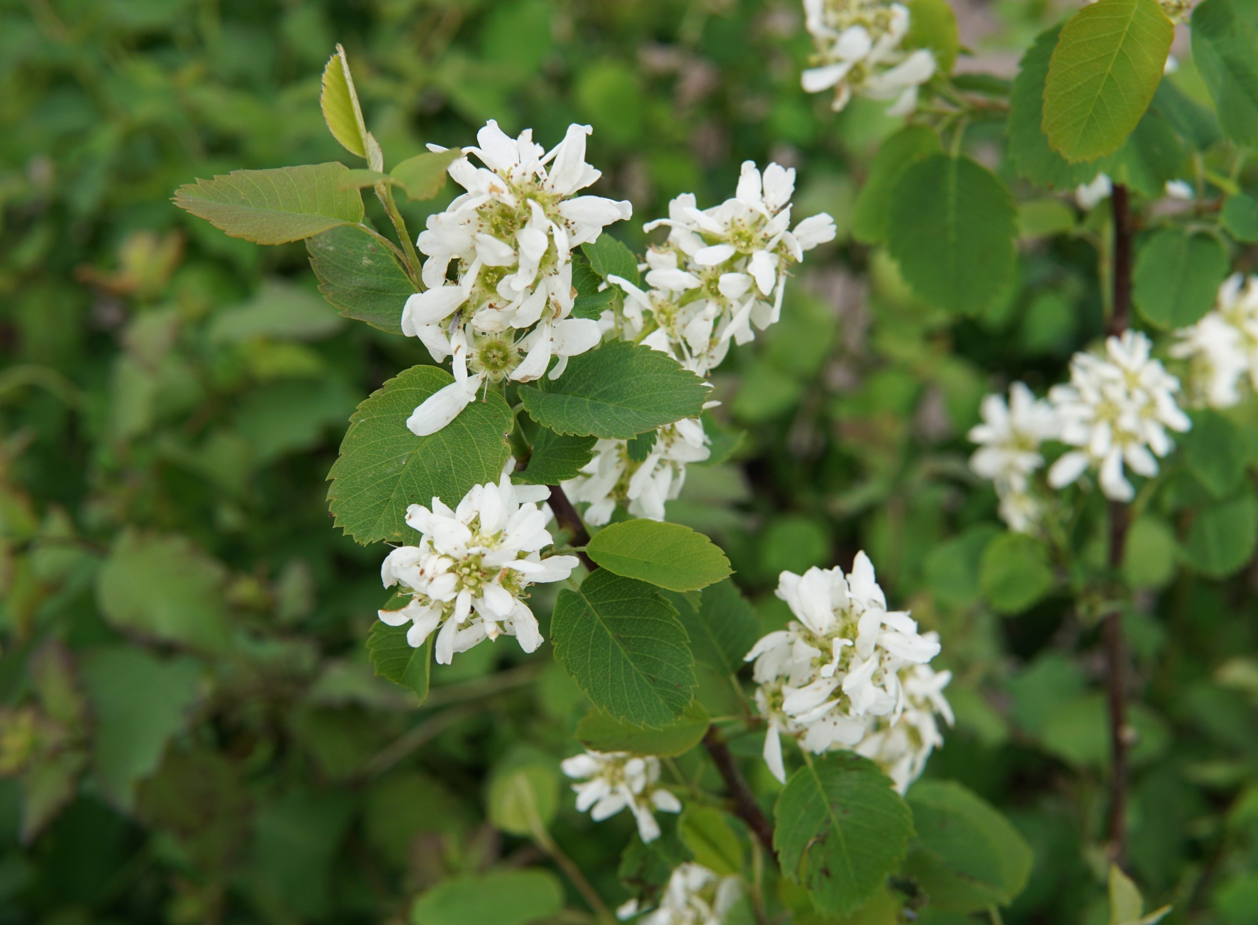 Native Saskatoon • Kiwi Nurseries Ltd