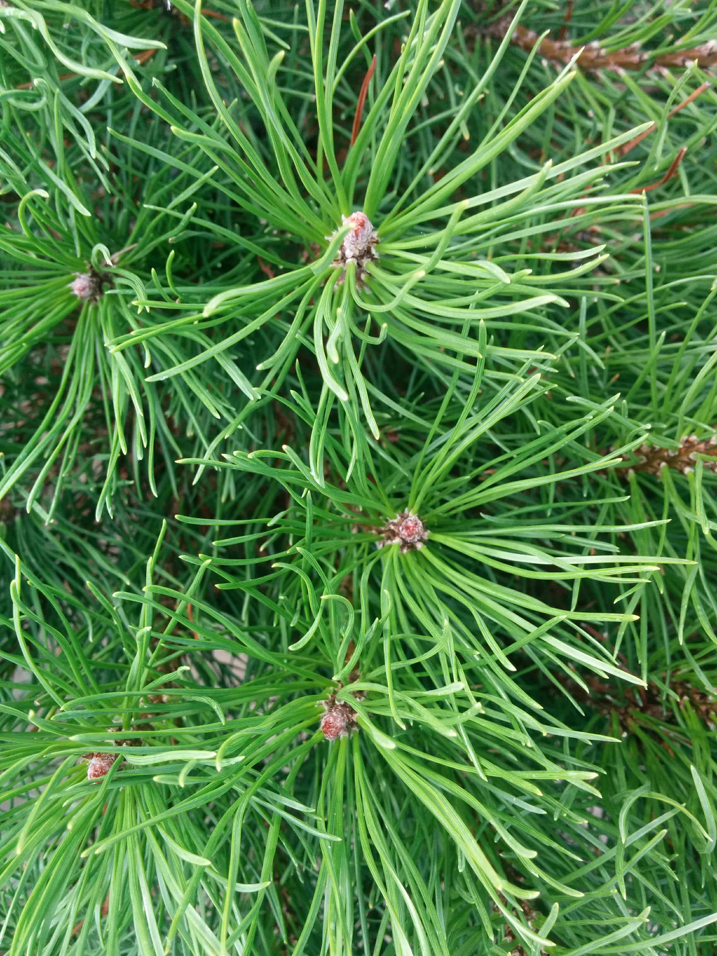 Coniferous Shrub • Kiwi Nurseries Ltd